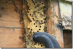 Remove Bees From Home